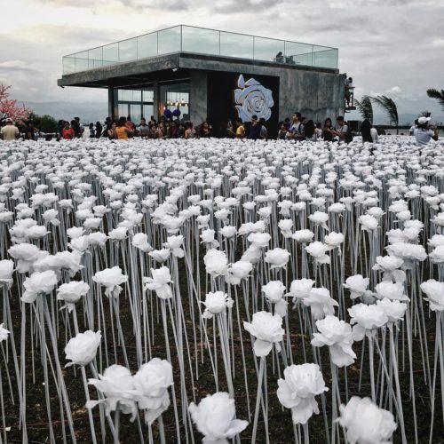You Need to Check Out This “Bed of White Roses” in Cebu’s Newest Café