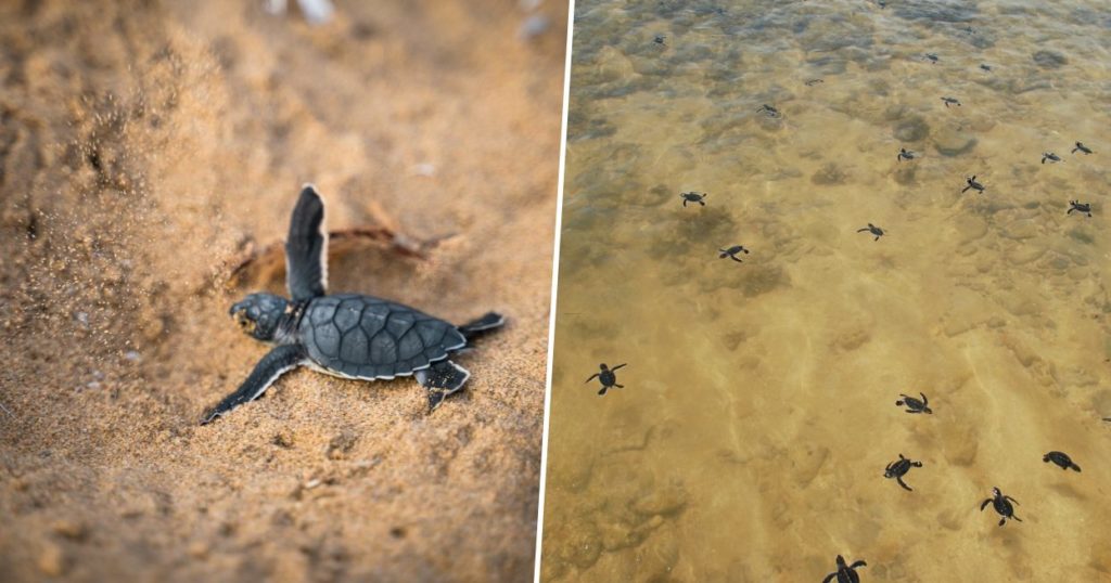 Thousands Of Turtles Captured On Drone Footage Wow The Internet