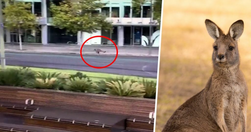 WATCH: Kangaroo Hops Through the City Empty of Humans