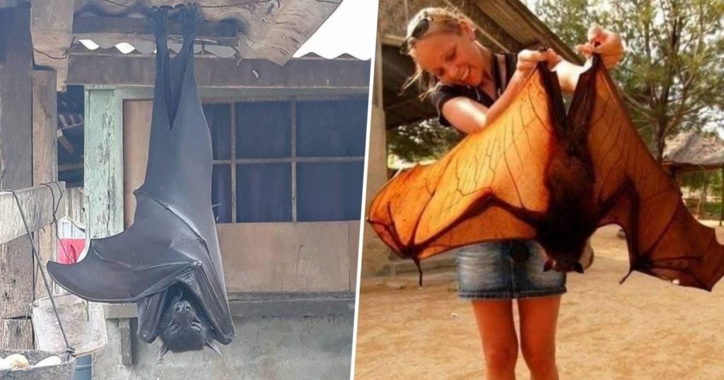 LOOK: Human-Sized Bats Exist and They’re Found in the Philippines