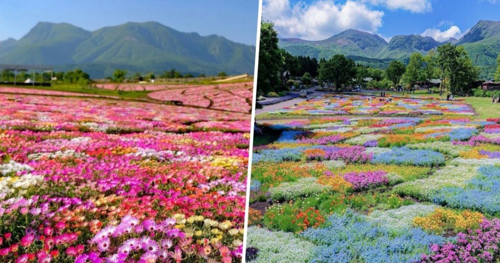 LOOK: This Flower Field in Japan Looks Like a Dream