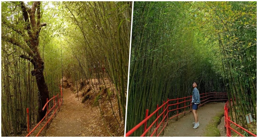Bamboo Forest In Baguio: Here's Where To Find This Amazing Sight