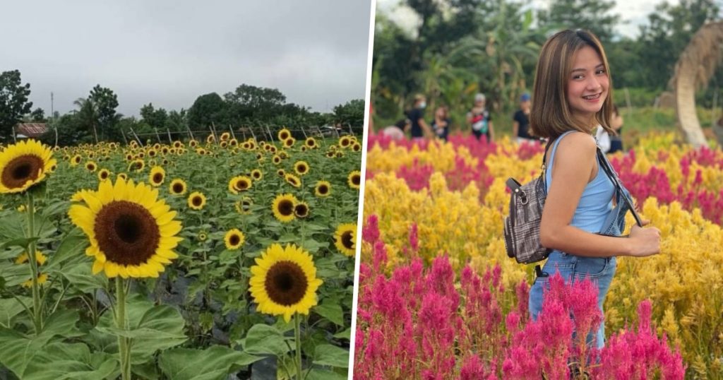 Go on a date in a field of flowers at this flower farm in Nueva Ecija ...