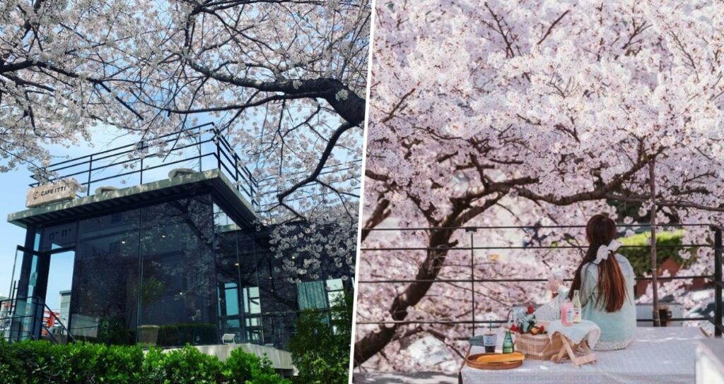 Cafe Itti is One of the Most Beautiful Spots to View Cherry Blossoms in ...